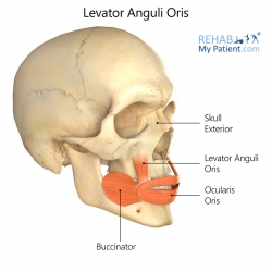 Face articles | Rehab My Patient