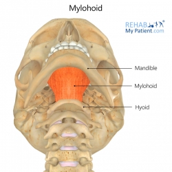 Neck articles | Rehab My Patient